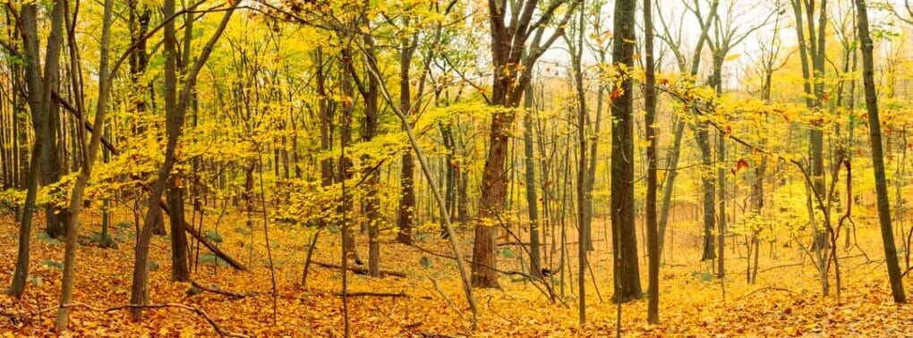 Nature Photography: Adventures of the Trail - Auden Johnson